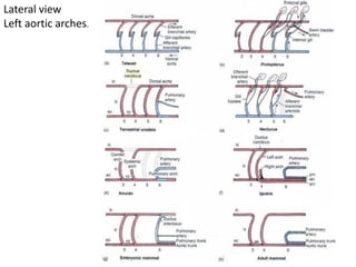 Comparative anatomy of aortic arches | PDF