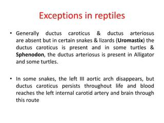 Comparative anatomy of aortic arches | PDF