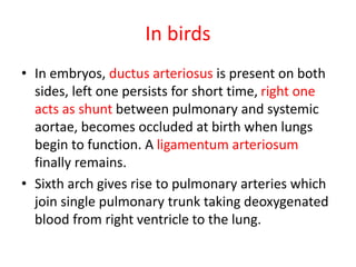 Comparative anatomy of aortic arches | PDF