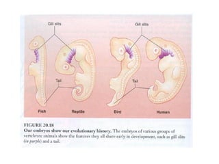 Comparative anatomy of aortic arches | PDF