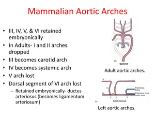 Comparative anatomy of aortic arches | PDF