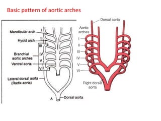 Comparative anatomy of aortic arches | PDF