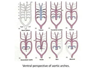 Comparative anatomy of aortic arches | PDF