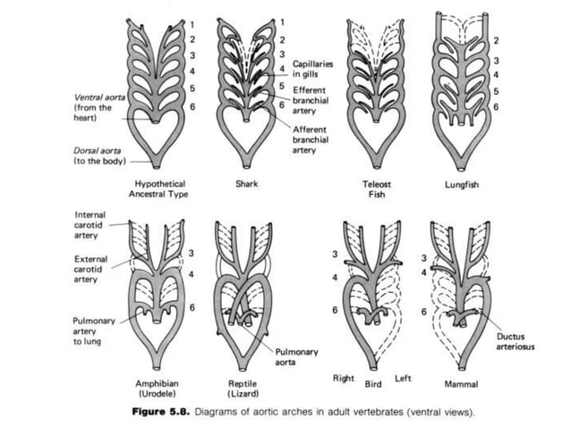 Comparative anatomy of aortic arches | PDF | Biological Sciences | Science