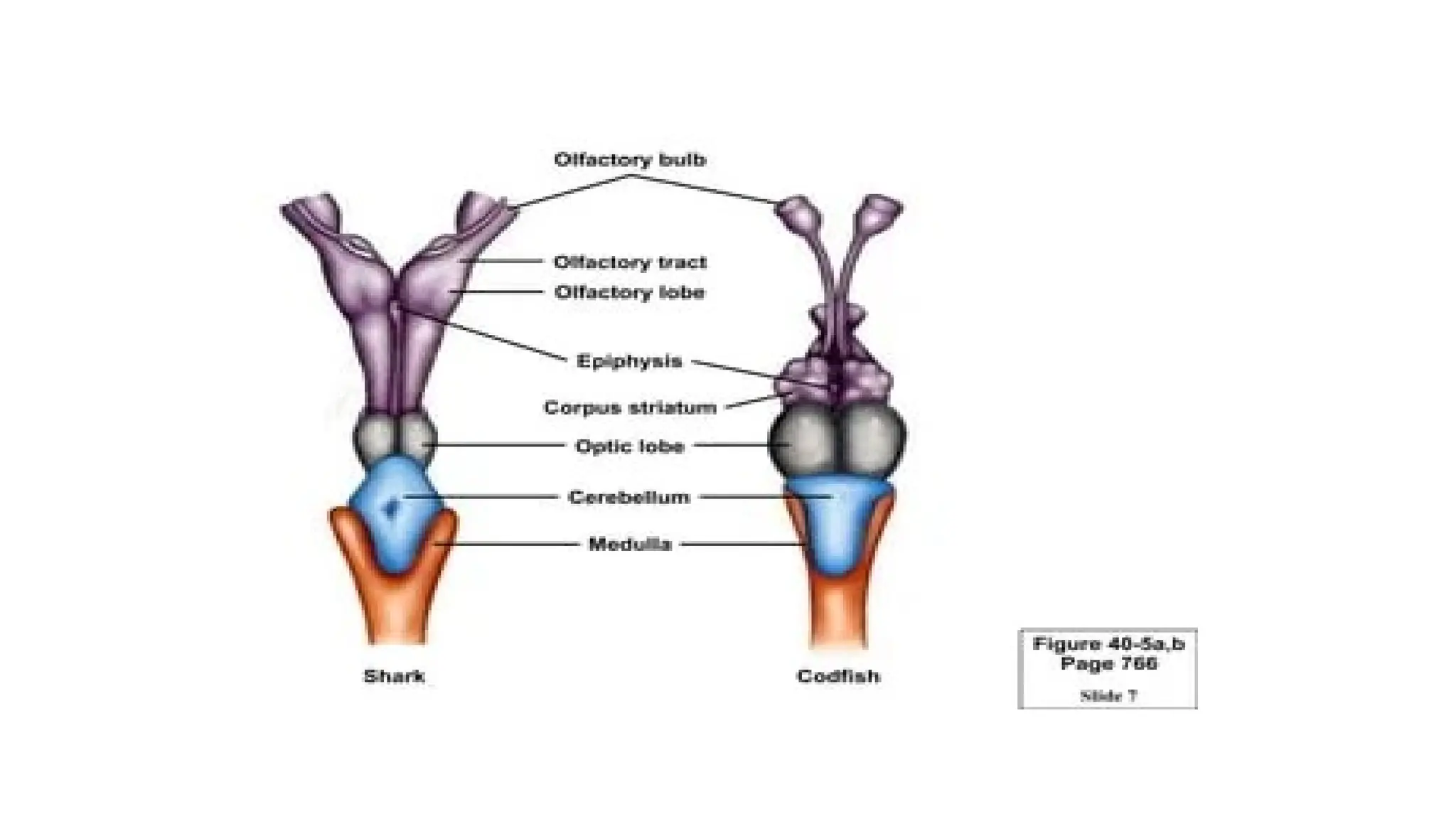 Comparative anatomy of brain of different types of vertebrates | PPTX
