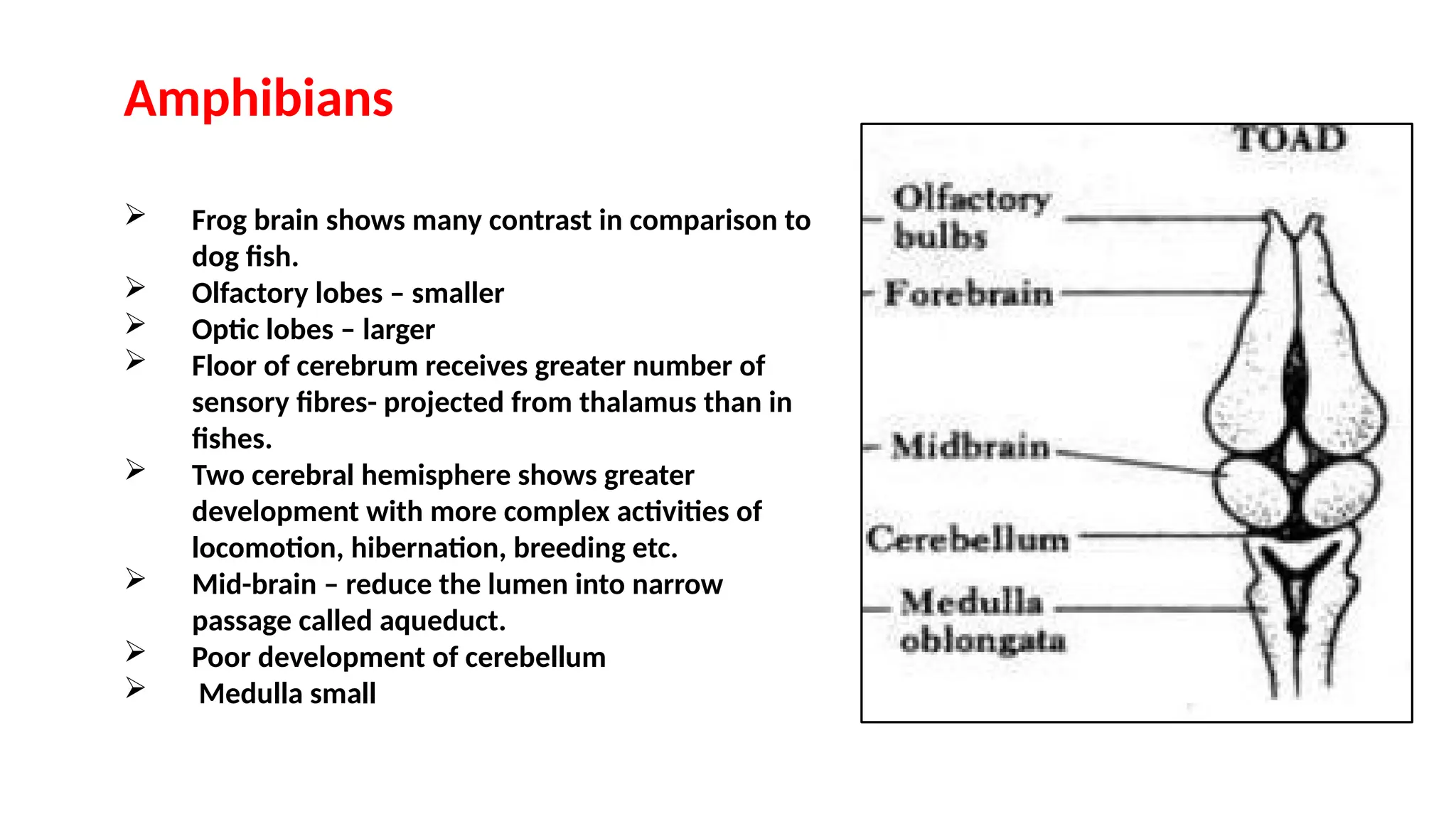 Comparative anatomy of brain of different types of vertebrates | PPTX