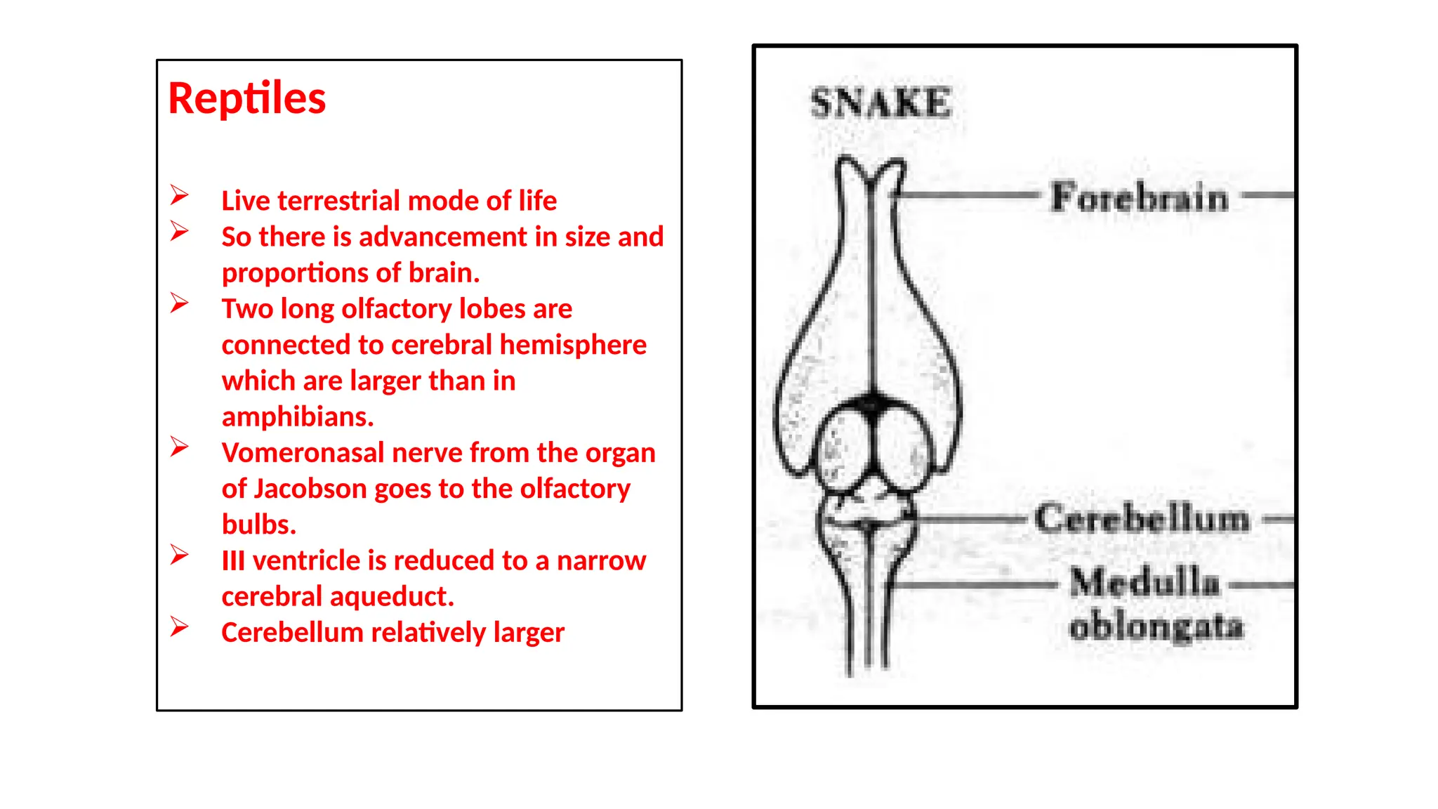 Comparative anatomy of brain of different types of vertebrates | PPTX