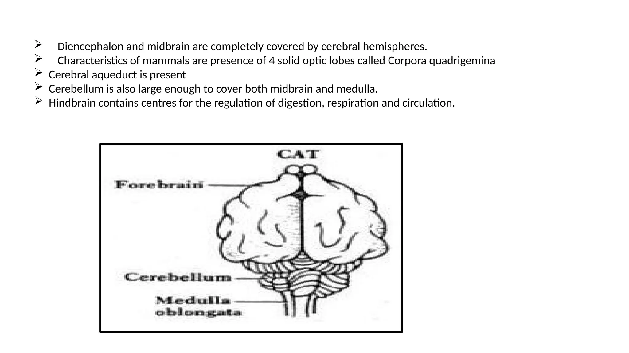 Comparative anatomy of brain of different types of vertebrates | PPTX