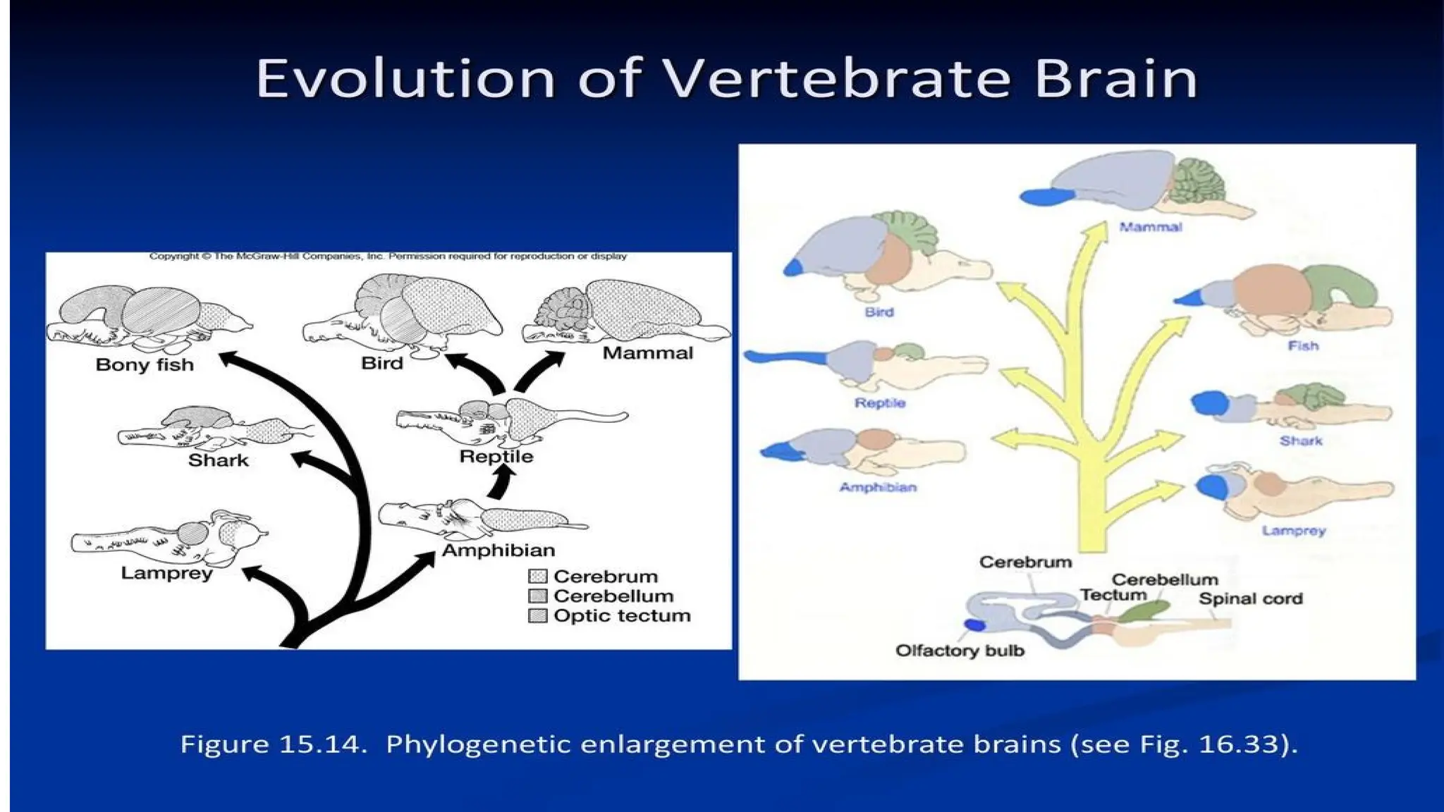 Comparative anatomy of brain of different types of vertebrates | PPTX