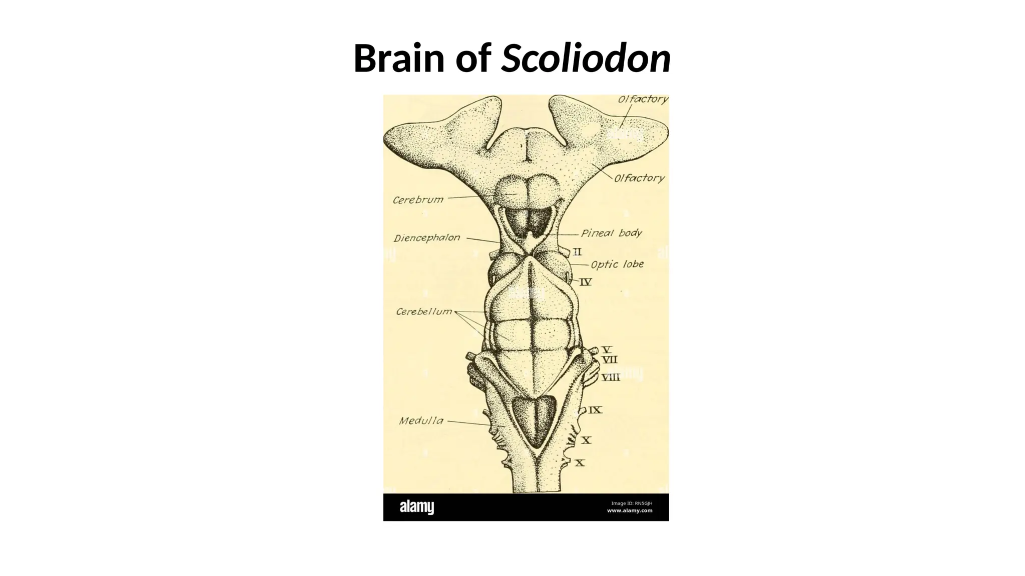 Comparative anatomy of brain of different types of vertebrates | PPTX