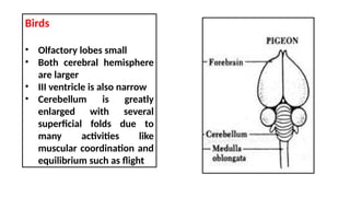 Comparative anatomy of brain of different types of vertebrates | PPTX