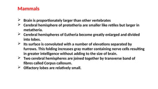 Comparative anatomy of brain of different types of vertebrates | PPTX