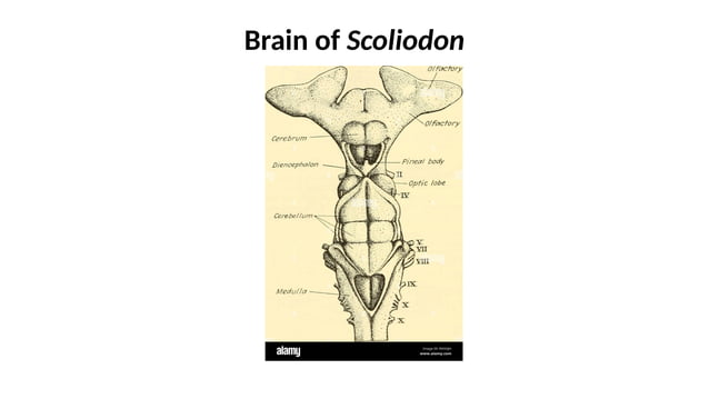 Comparative anatomy of brain of different types of vertebrates | PPT