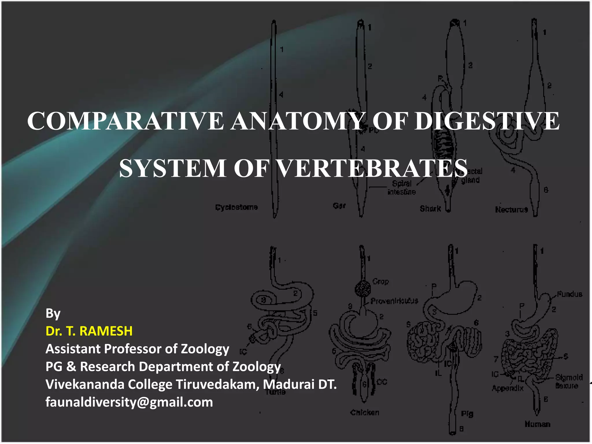 Comparative Anatomy of Digestive System of Vertebrates | PPTX