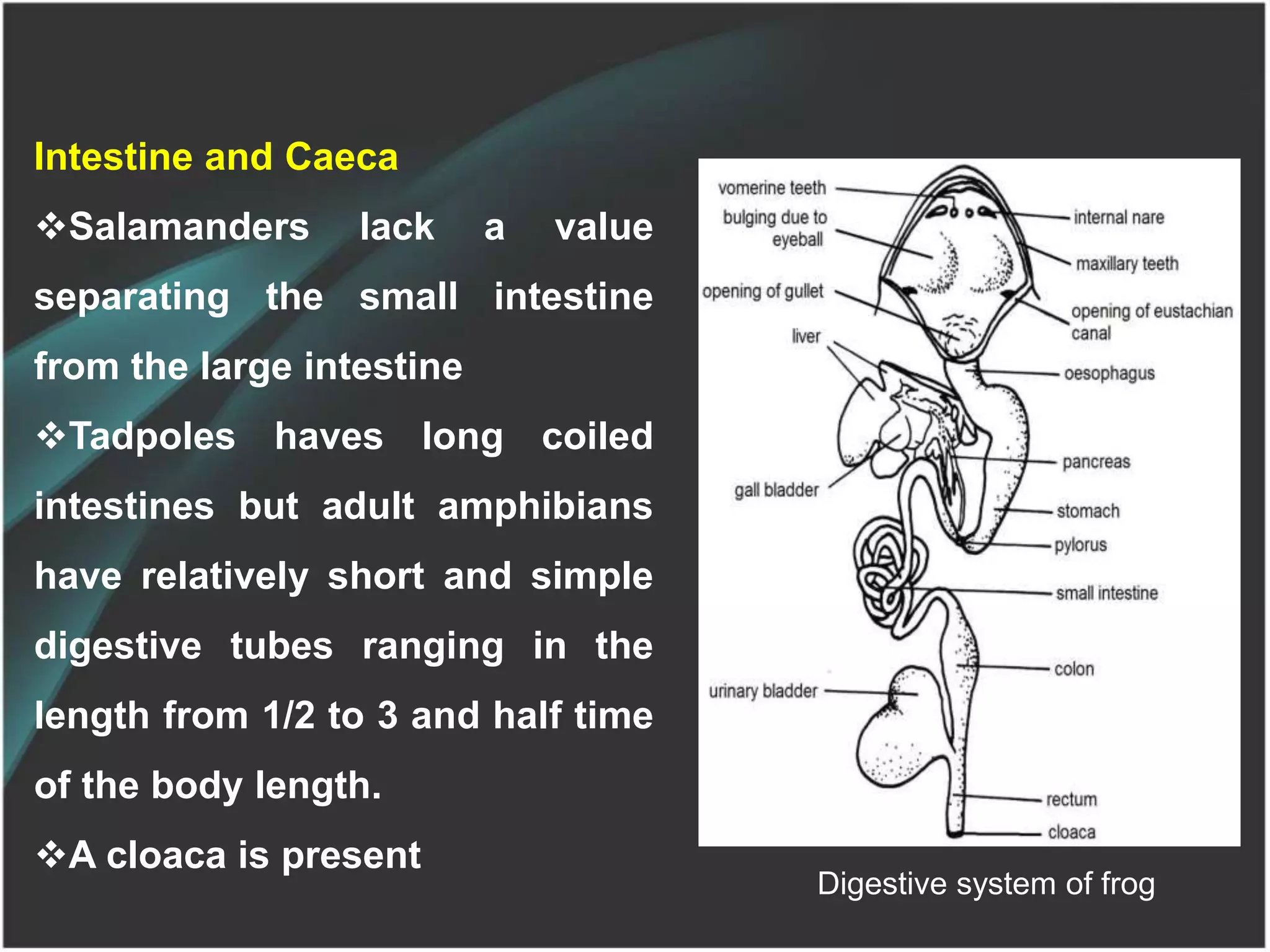 Comparative Anatomy of Digestive System of Vertebrates | PPTX