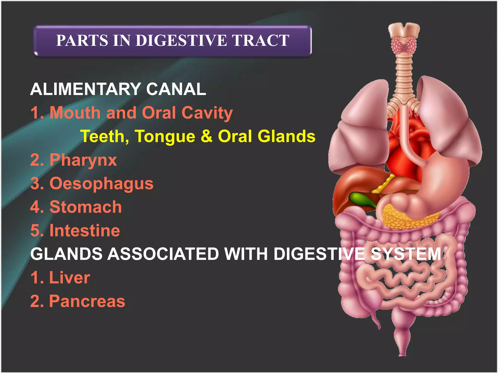 Comparative Anatomy of Digestive System of Vertebrates | PPTX