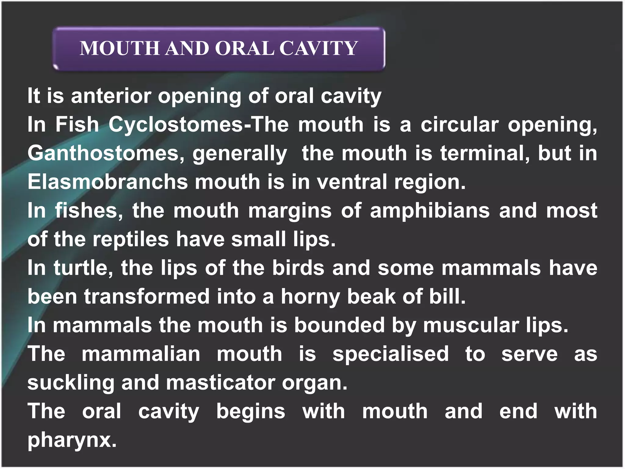 Comparative Anatomy of Digestive System of Vertebrates | PPTX