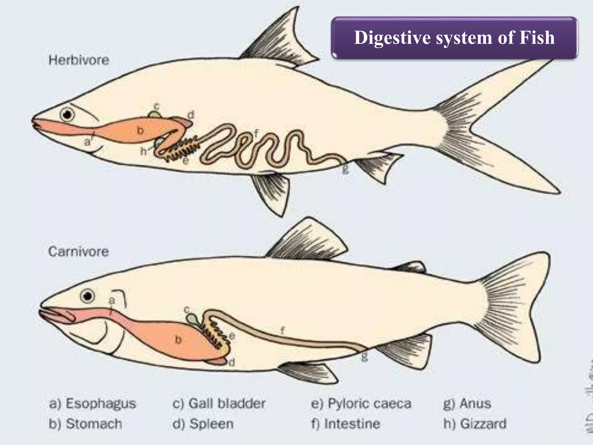 Comparative Anatomy of Digestive System of Vertebrates | PPTX
