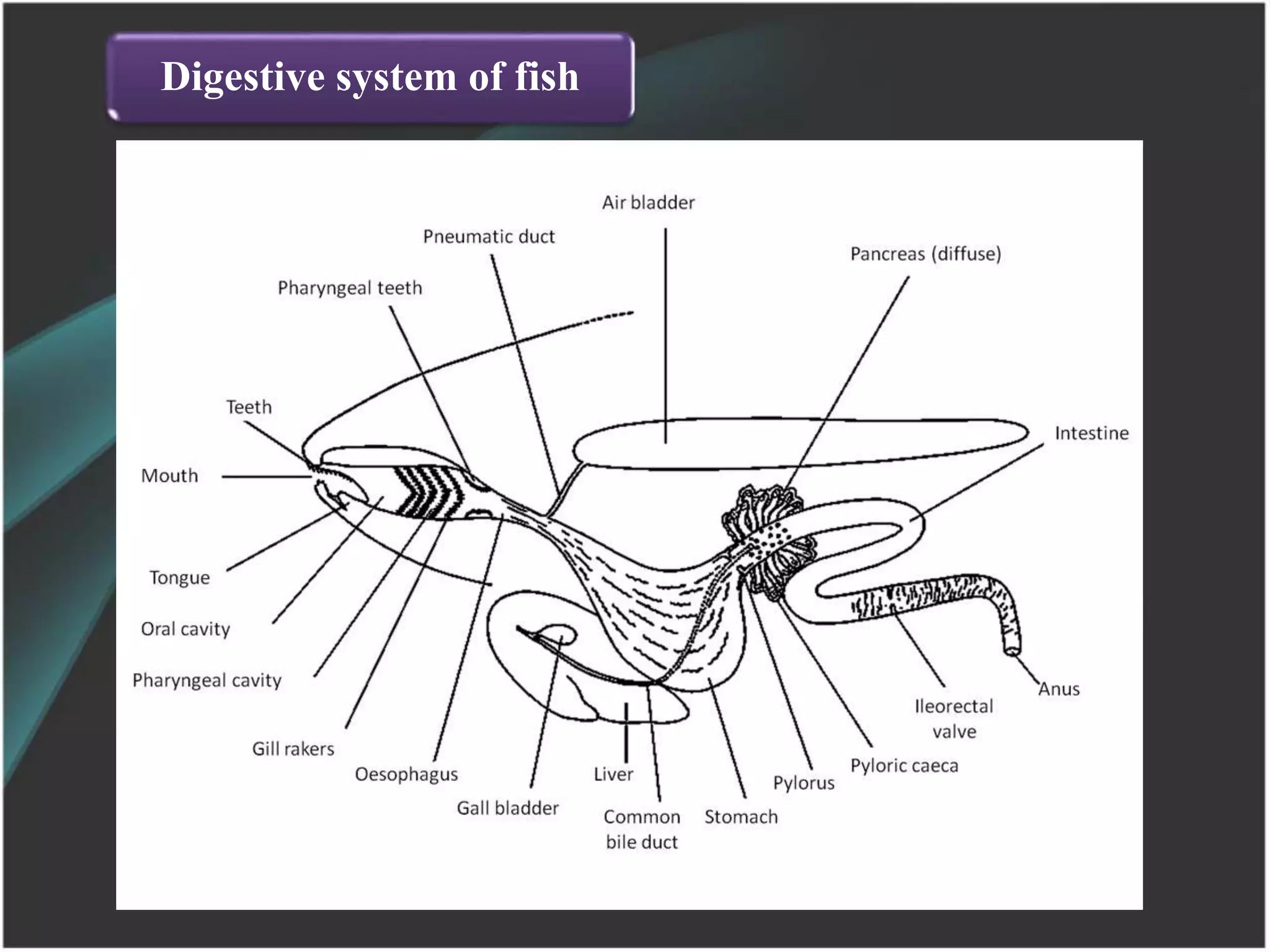 Comparative Anatomy of Digestive System of Vertebrates | PPTX