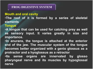Comparative Anatomy of Digestive System of Vertebrates | PPTX