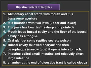 Comparative Anatomy of Digestive System of Vertebrates | PPTX