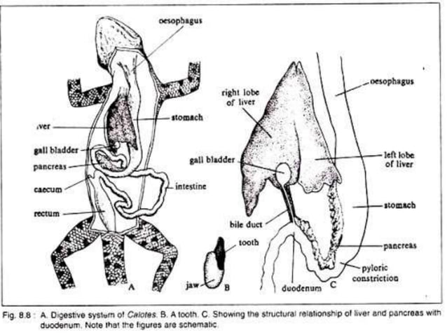 Comparative Anatomy of Digestive System of Vertebrates | PPTX