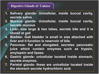 Comparative Anatomy of Digestive System of Vertebrates | PPTX