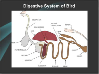 Comparative Anatomy of Digestive System of Vertebrates | PPTX