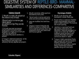 Comparative Anatomy of Digestive System of Vertebrates | PPTX