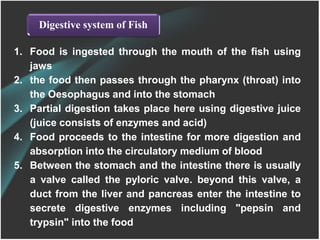 Comparative Anatomy of Digestive System of Vertebrates | PPTX