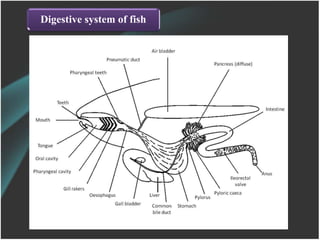 Comparative Anatomy of Digestive System of Vertebrates | PPTX
