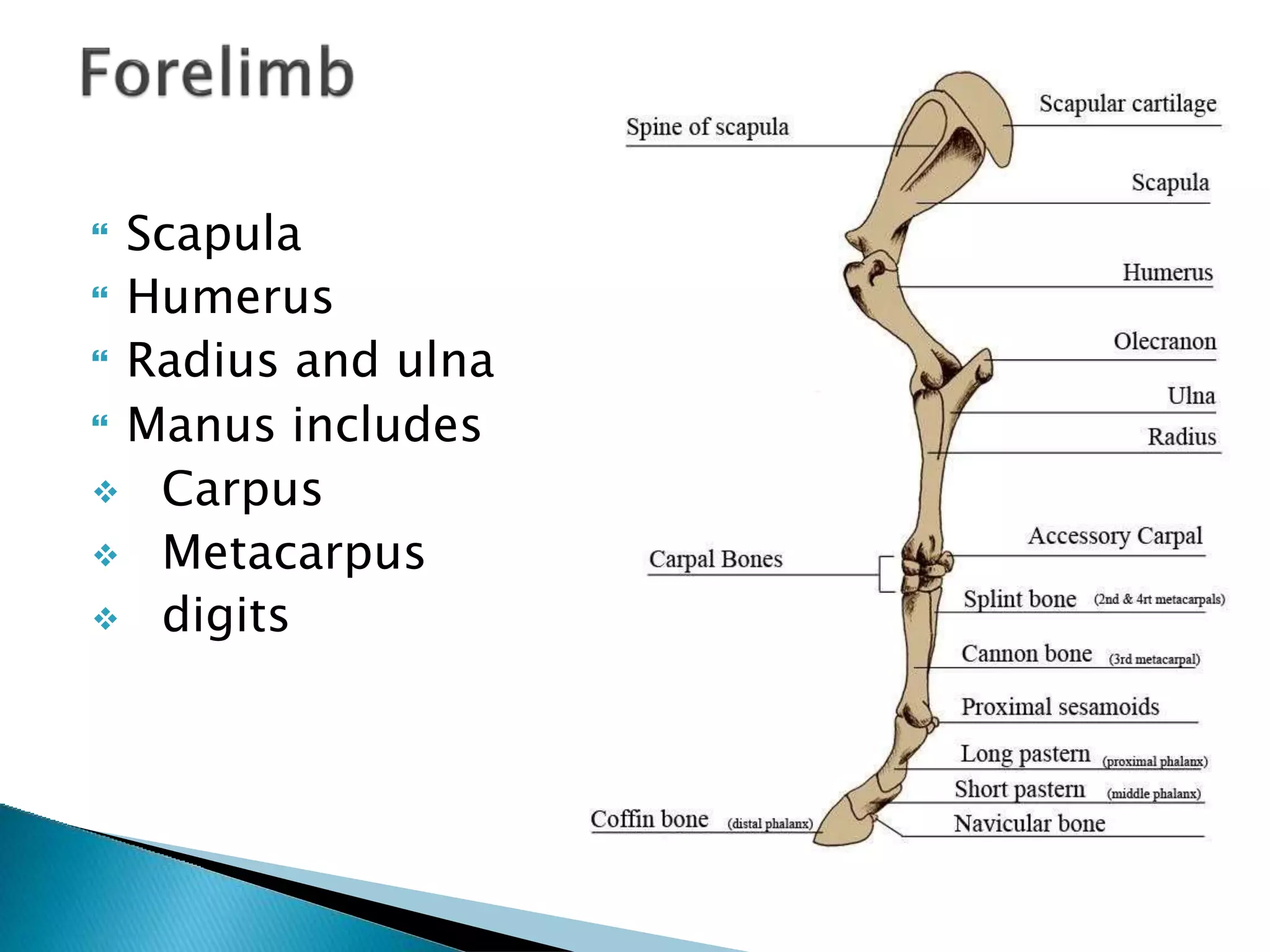 Comparative anatomy of forelimb of camel , ox and horse | PPTX