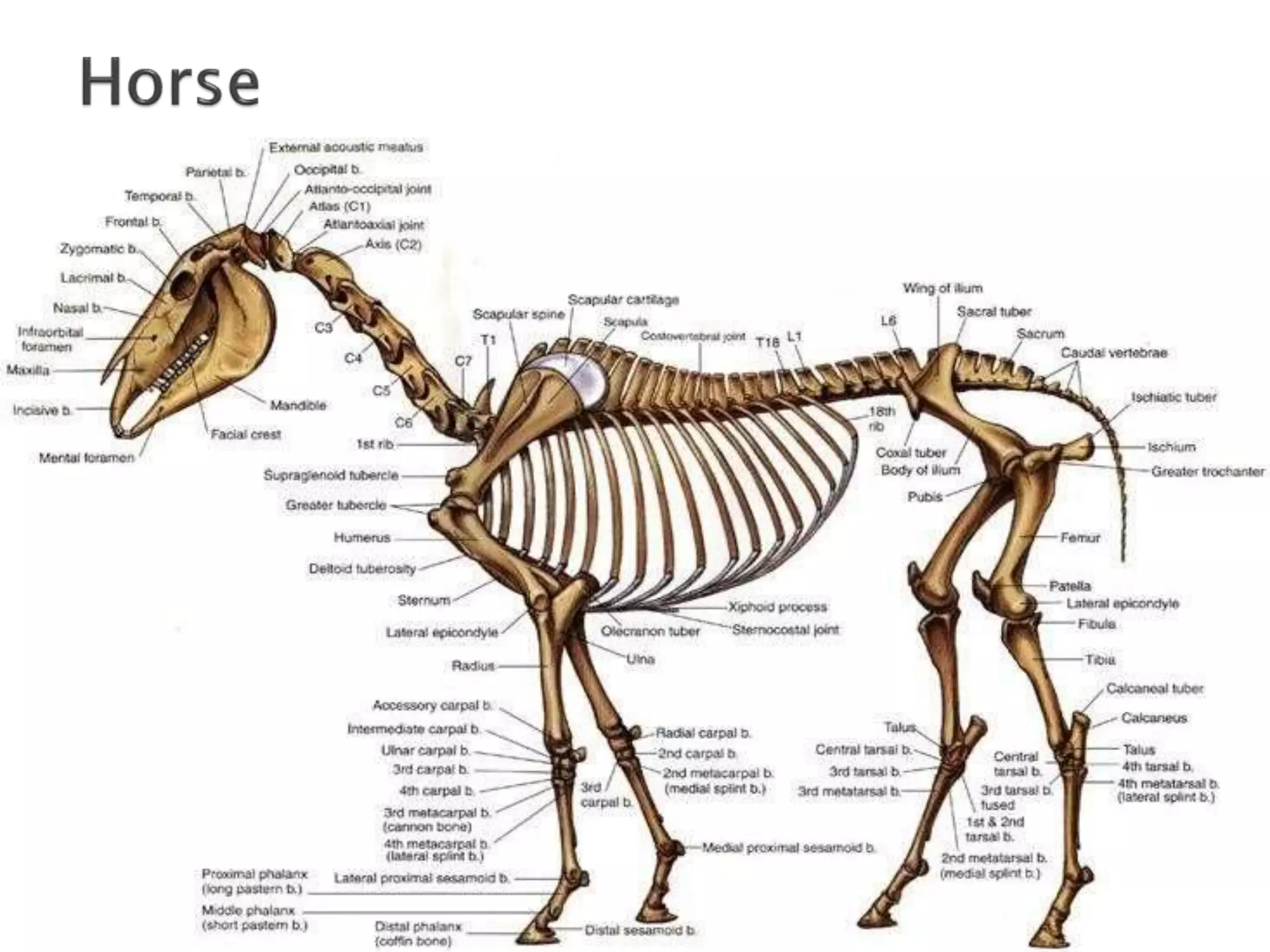 Comparative anatomy of forelimb of camel , ox and horse | PPTX