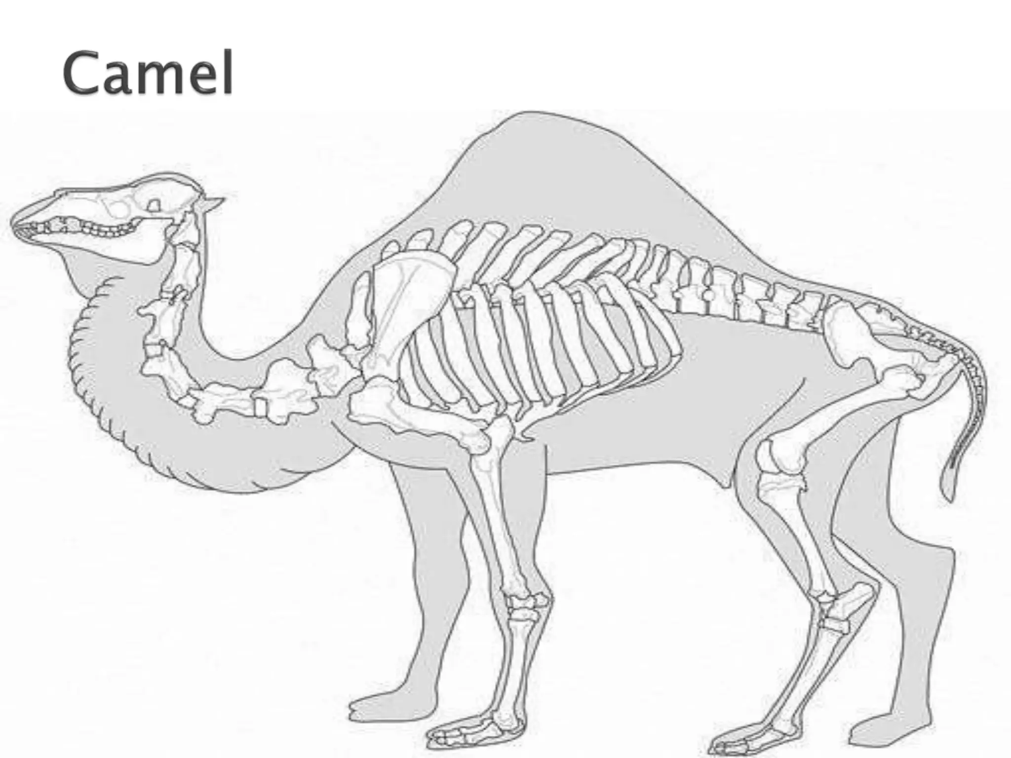 Comparative anatomy of forelimb of camel , ox and horse | PPTX