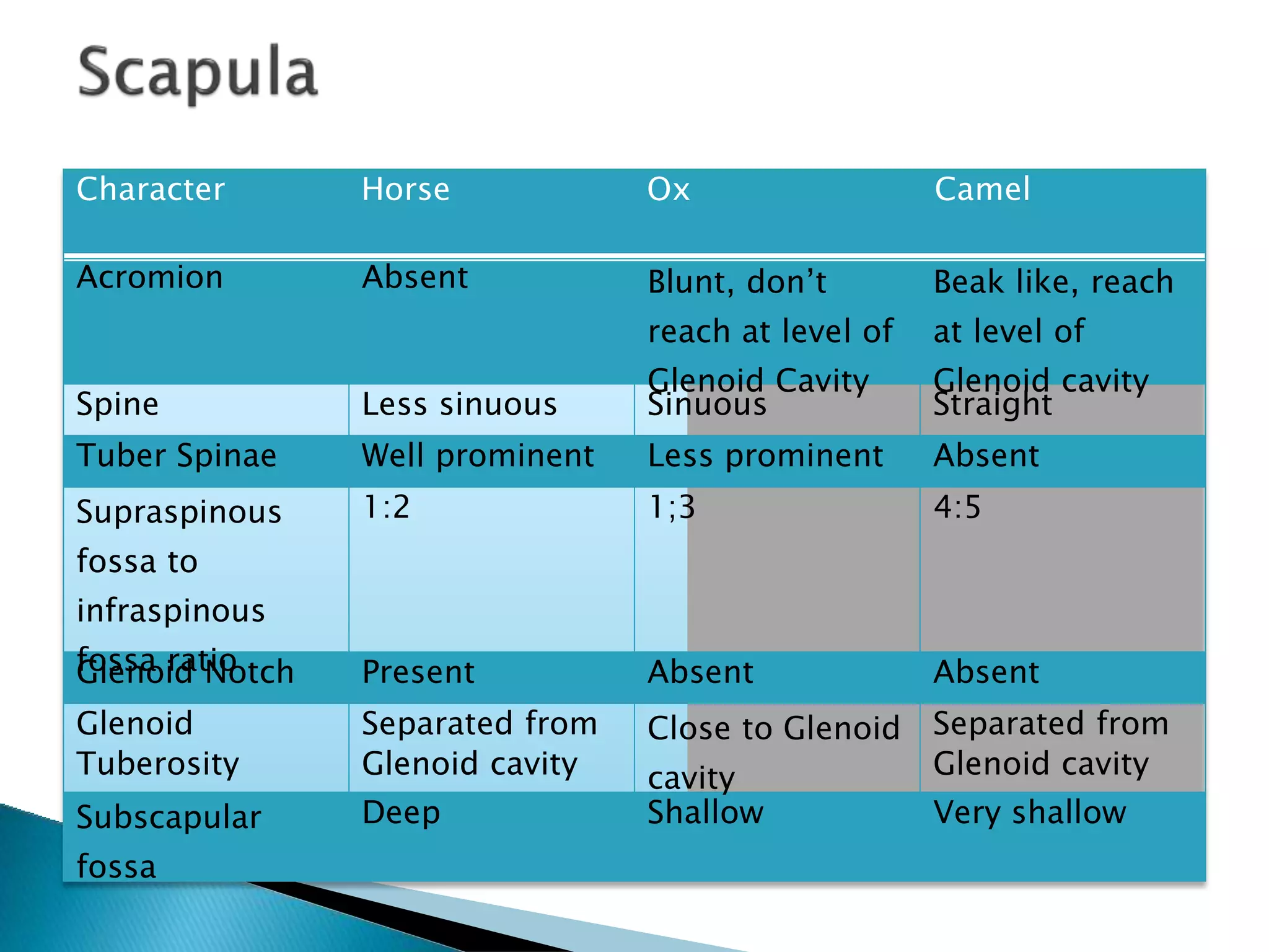 Comparative anatomy of forelimb of camel , ox and horse | PPTX