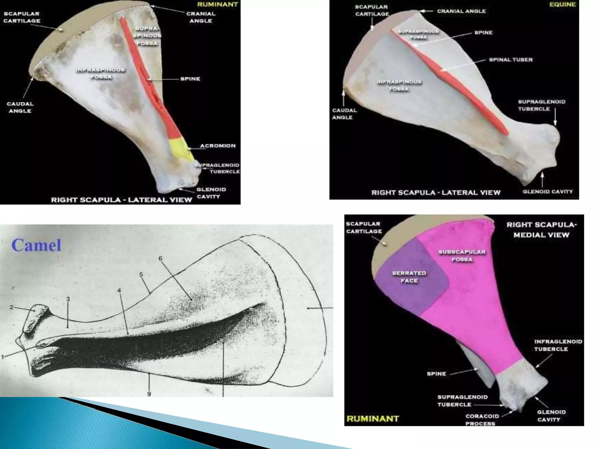 Comparative anatomy of forelimb of camel , ox and horse | PPTX