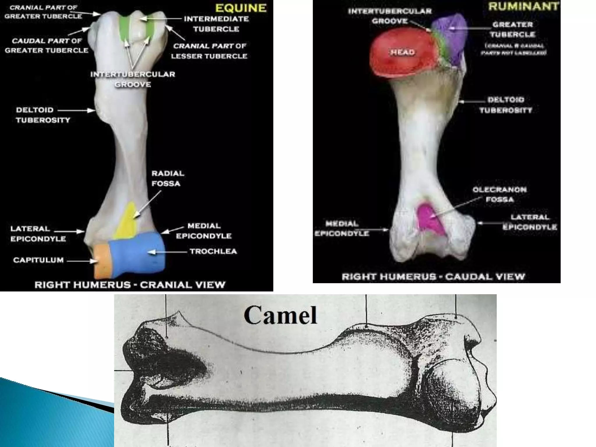 Comparative anatomy of forelimb of camel , ox and horse | PPTX