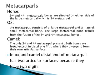 Comparative anatomy of forelimb of camel , ox and horse | PPTX