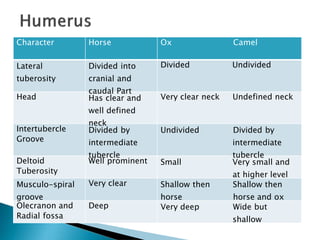 Comparative anatomy of forelimb of camel , ox and horse | PPTX