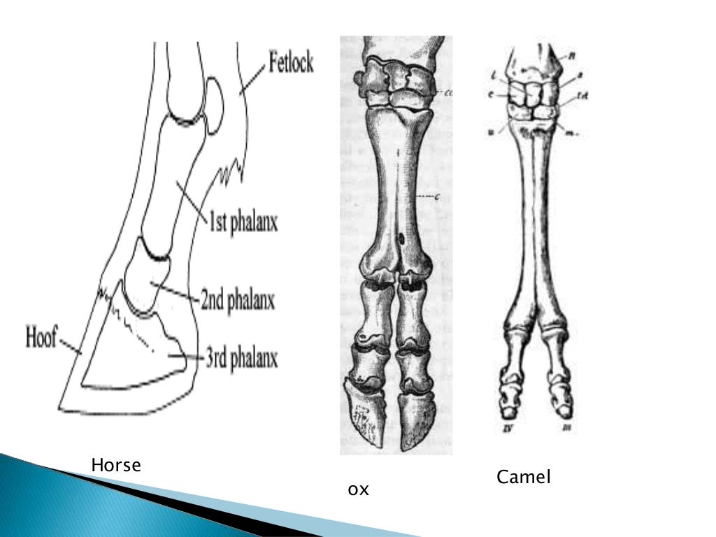 Comparative anatomy of forelimb of camel , ox and horse
