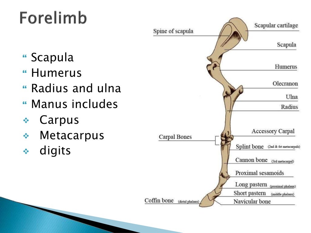Comparative anatomy of forelimb of camel , ox and horse