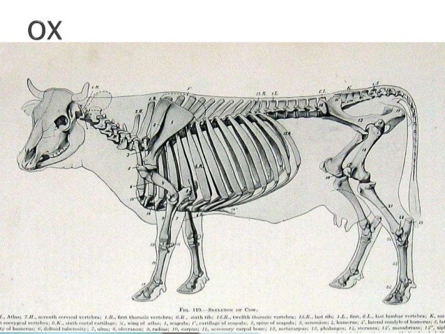 Cow Leg Bone Anatomy Animal Skeleton Cow Skeleton | Estruturas