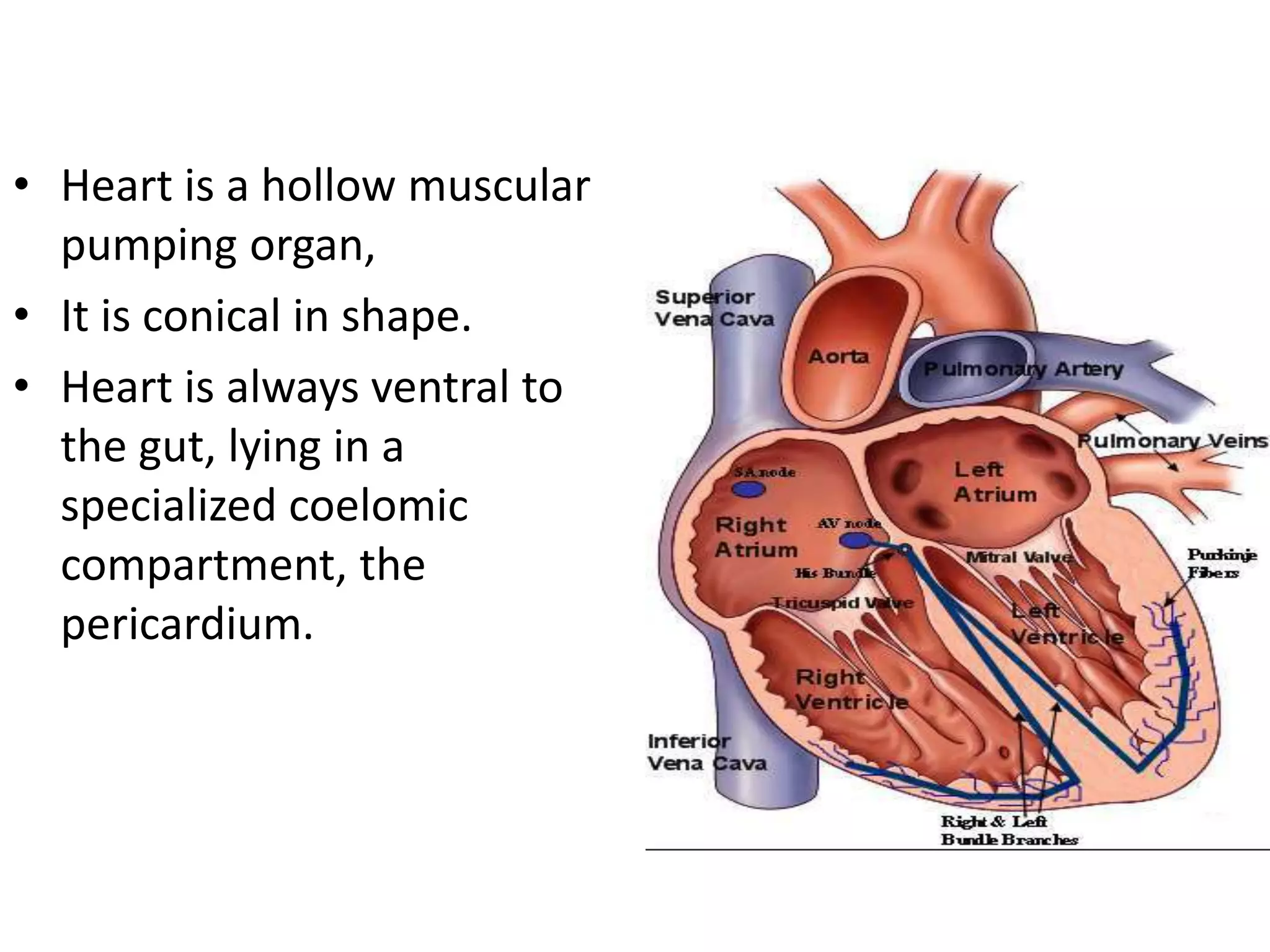 Comparative anatomy of heart.pptx