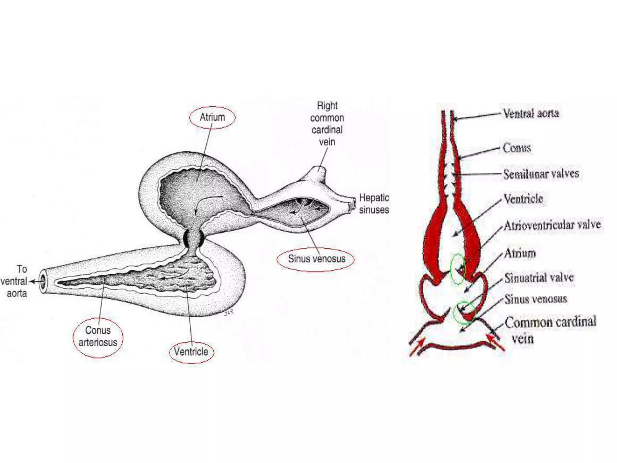 Comparative anatomy of heart.pptx