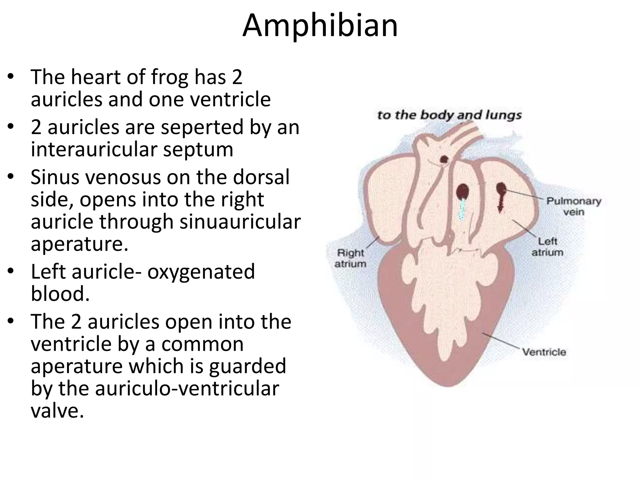 Comparative anatomy of heart.pptx