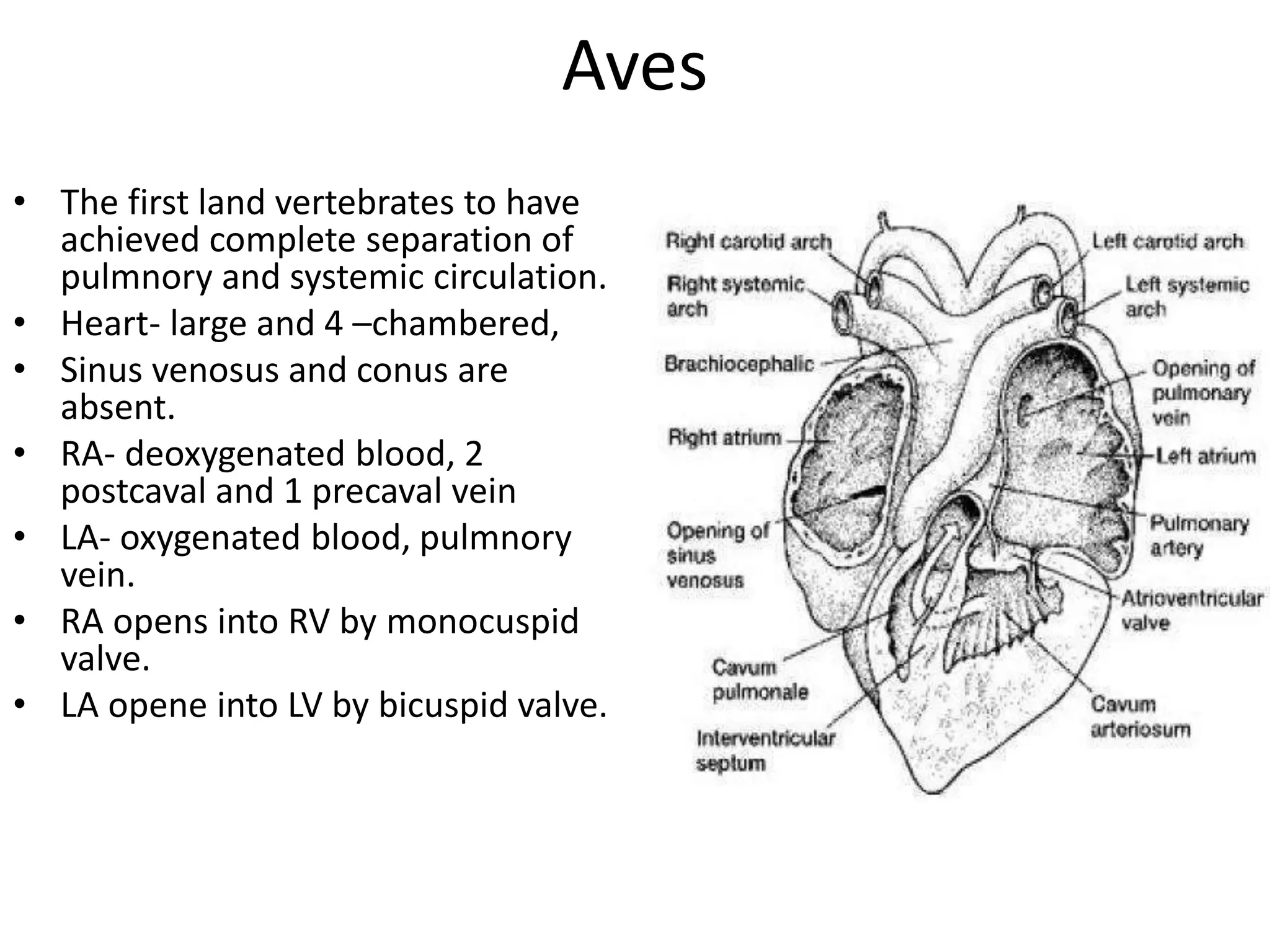 Comparative anatomy of heart.pptx