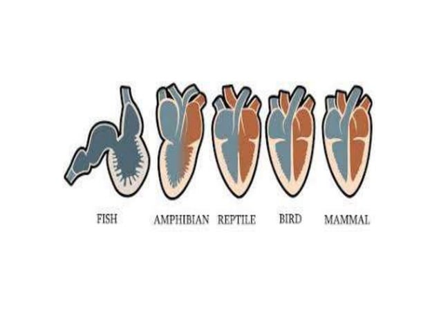 Comparative anatomy of heart.pptx