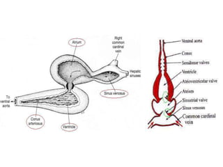 Comparative anatomy of heart.pptx