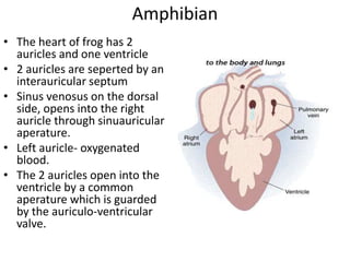 Comparative anatomy of heart.pptx