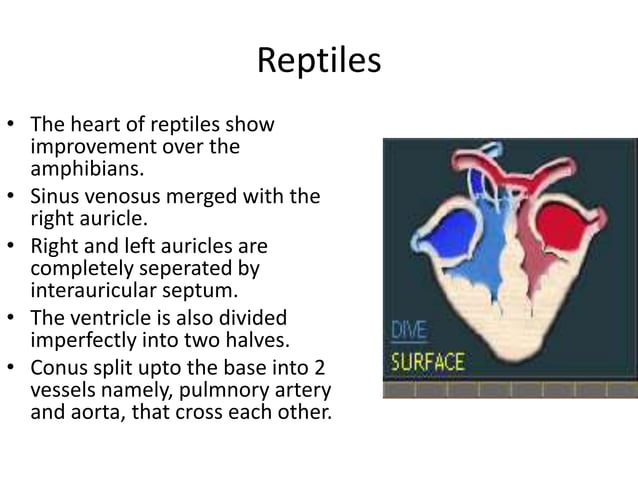 Comparative anatomy of heart.pptx